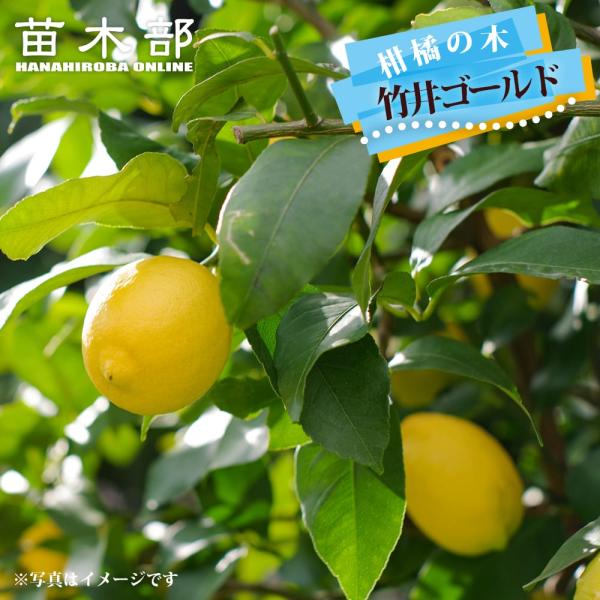 ●品種の特徴「竹井ゴールド」は、香り豊かで品質良好な四季成りのアレンユーレカレモン選抜品種です。とげが少なくアレンユーレカよりも１．２倍くらいの大きさの実が付きます。果皮が滑らかで果実の外観が揃うのも魅力です。若木のうちはとげが目立ちますが...