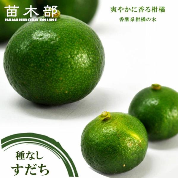 ●品種の特徴種なしスダチは名前の通り種が入らないすだちです。果実は従来種よりやや小ぶりですが、種が入らない分果汁が多いです。味、香り、実つきはふつうのスダチと同等で。完熟する前に収穫します。香り付けに欠かせない柑橘類です。なり始めも早いです...