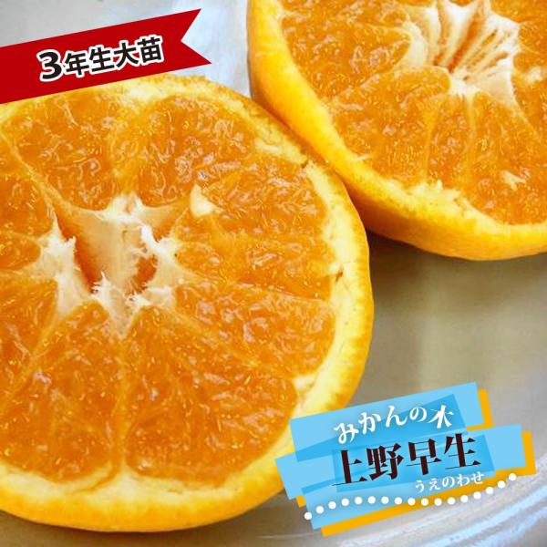 ●品種の特徴1本で結実します。宮川早生の枝代わり種。宮川早生に比べると成熟は10〜15日ほど早く、耐寒性あり。豊産性で毎年よくなり、初めての方でも簡単。隔年結果少なく、生育良好で育てやすいです。果実の大きさは中くらいで果形は偏円形、果面は平...