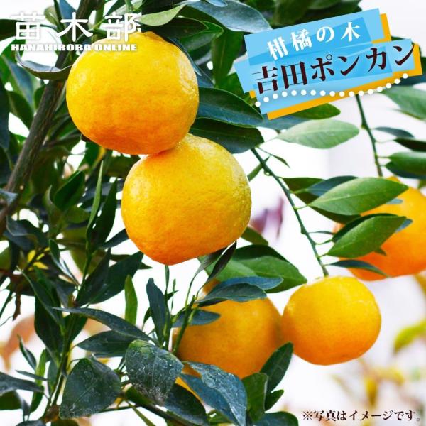 ●品種の特徴「吉田ポンカン」は糖度が高く、濃厚な香りと深い味わいを持つ優れた品種です。暖地で越冬できるならこの品種と言われています。果実は大きく品質は優れていますが貯蔵性に乏しく、果汁が抜けやすいです。市場では貯蔵で程よく皮の水分をとばし、...