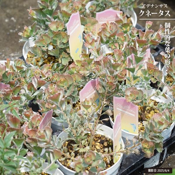 ●品種の特徴「バスケットフラワー」はシルバーがかった面白い葉の形とくねくねした幹が特徴です。シルバーリーフの逆三角形の葉は日差しにキラキラと輝きます。冬にはほんのり赤く紅葉し、グリーンと重なりアンティークカラーになります。花はパープルレッド...