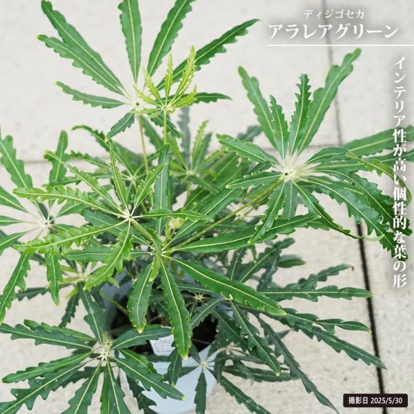 ●品種の特徴「アラレアグリーン」（グリーンアラレア）は鋸状の葉が細長く放射状に広がり、個性的な姿が楽しめるインテリアグリーンです。生育旺盛なので次々と新芽を出します。成長すると葉が大ぶりになったり切れ込みが浅くなったりするため、こまめな剪定...