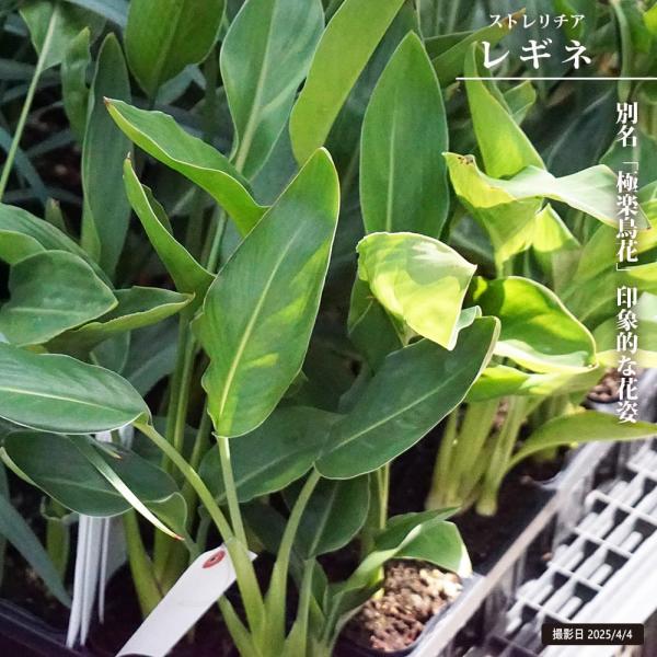●品種の特徴「レギネ（レギナエ）」はストレリチアの中では葉が小さく成長がゆっくりなコンパクトタイプの品種です。ストレリチアの代表品種で、もっともよく流通・栽培されています。「ストレチア」はすらっとしたシャープで大きな茎に大きな葉がつく人気の...
