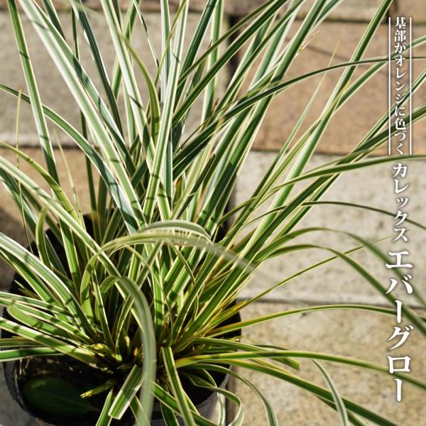 ●品種の特徴カレックス・エヴァーグローはカヤツリグサ科の多年草、モロウィー（カンスゲ）の園芸品種で、欧米産の園芸種です。白色の葉の縁の基部がオレンジ色となる初めての品種。秋冬になると色合いが一層鮮やかになります。カレックスは約2000種もあ...