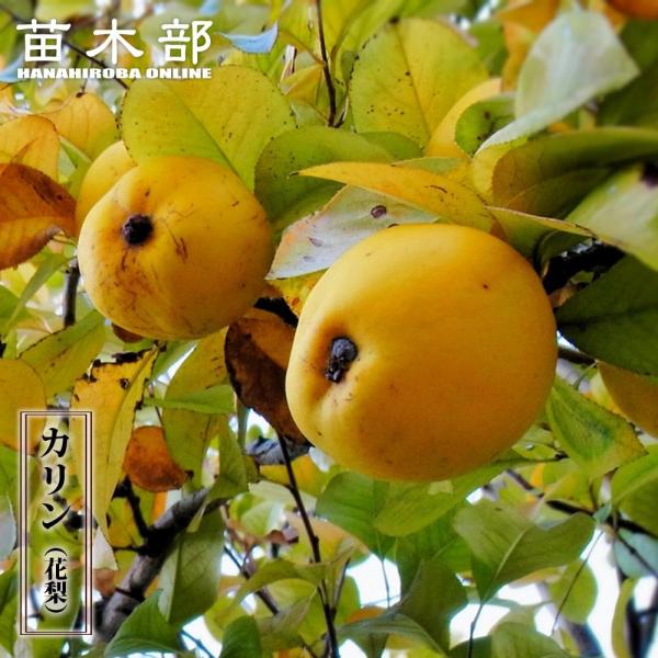 ●品種の特徴花梨と書くように、花梨（カリン）の花は梨に似ていますが、ピンクで美しく香りがあります、幹は皮がむけ美しいです。また、果実も楽しめます。これほど魅力ある木はありません。横の広がりは少なく、狭い場所でも育てやすいです。香り豊かな黄金...