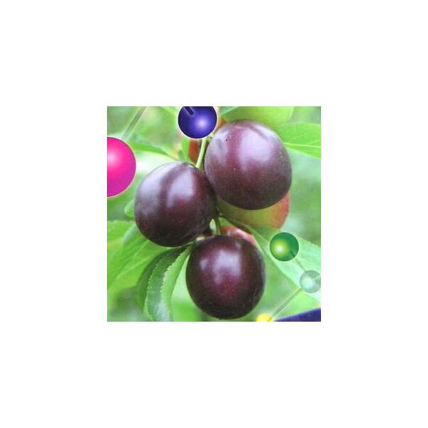 ●品種の特徴カルシウムノキはバラ科サクラ属の植物で、元々中国の山に自生していたユスラウメに似た植物です。花は薄ピンク色の一重咲きで、サクラに似た花です。10〜13mmくらいの小さい実を鈴なりに付けてくれます。現在国内でも、かなり流通の少ない...