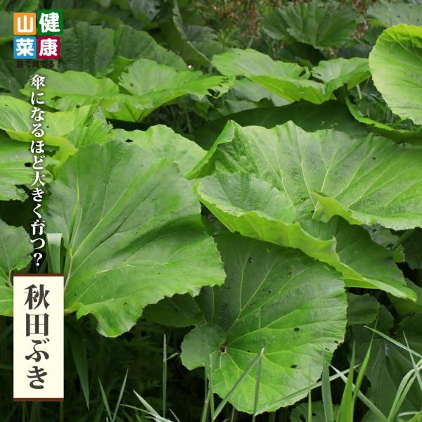 ●品種の特徴秋田ふきは、秋田県や北海道などで栽培されている大型のふきです。葉の大きさは、1〜1.5ｍにもなり、傘のように大きいのが特徴です。秋田県の郷土野菜の一つで、砂糖漬けや佃煮、漬物などの加工食品として活用されています。一般の市場には、...