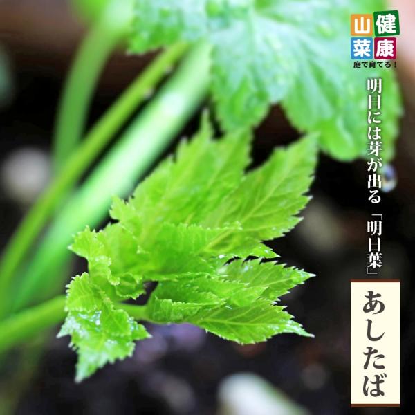 ●品種の特徴山菜の明日葉（アシタバ）です。葉と茎は食用にできますが、少し香りと味にクセがあるため、若葉を、てんぷらやバター炒め、おひたし、マヨネーズ和えなど、クセを抑える調理法で楽しみます。β-カロテンが豊富な健康増進野菜で、八丈島が産地と...