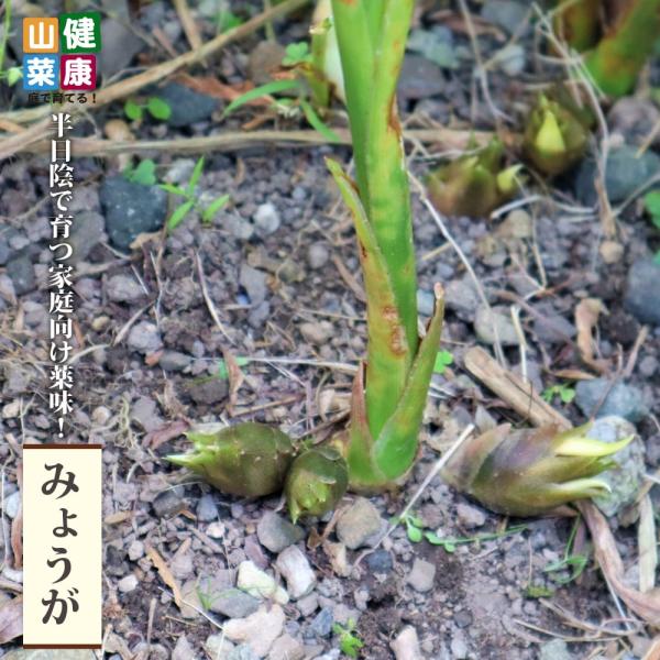 ●品種の特徴「ミョウガ」はあると重宝する伝統的な日本の薬味。ミョウガと言われるのは一般的に花ミョウガで、初夏から秋にかけて出てき花芽を食べます。独特の風味が魅力で、味噌汁に入れたり、麺類や冷奴の薬味、天ぷらなど様々な料理に使われます。日陰で...