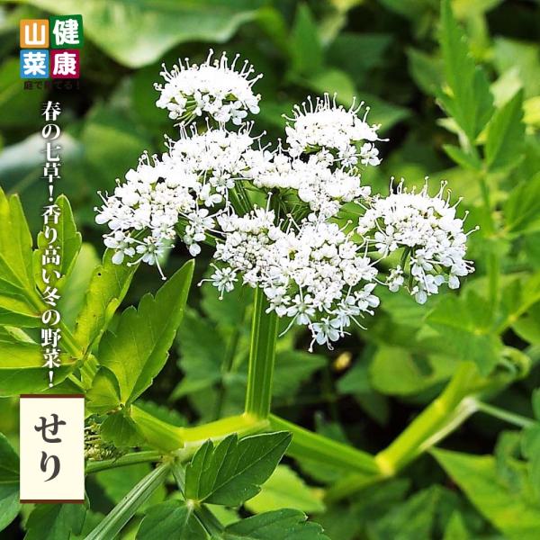 ●品種の特徴日本人には馴染みの深い、「春の七草」の一つです。独特の強い香りと歯触りがあり、野菜の少ない季節において貴重な野草でした。普通に育てると香がきついため、軟白栽培で香りやえぐみを抑えたものもスーパーでは売られています。別名：芹（セリ...