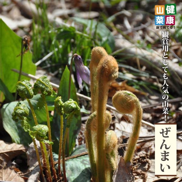 ●品種の特徴ゼンマイには男ゼンマイ（胞子葉）と女ゼンマイ（栄養葉）があり、男ゼンマイを採るとその後再生しなくなるため採ってはならないとされています。女ぜんまいは柔らかく、男ゼンマイは葉先が膨らんでいて中が粒粒になっています。ゼンマイの食べ方...