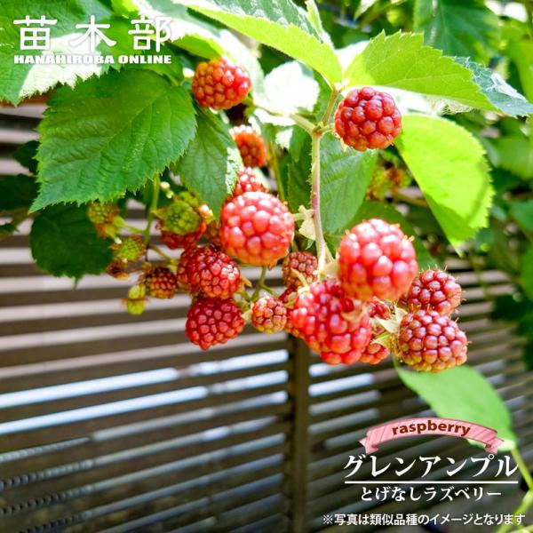 ●品種の特徴１季なり性品種。通常のラズベリーの1.5倍ほどの大きさに生長すると言われている「グレンアンプル」。生長し収穫が安定すれば、100円玉超の大きさの実を収穫できることも♪ 味はしっかりとした甘みと酸味があって風味も良く、大きいだけじ...