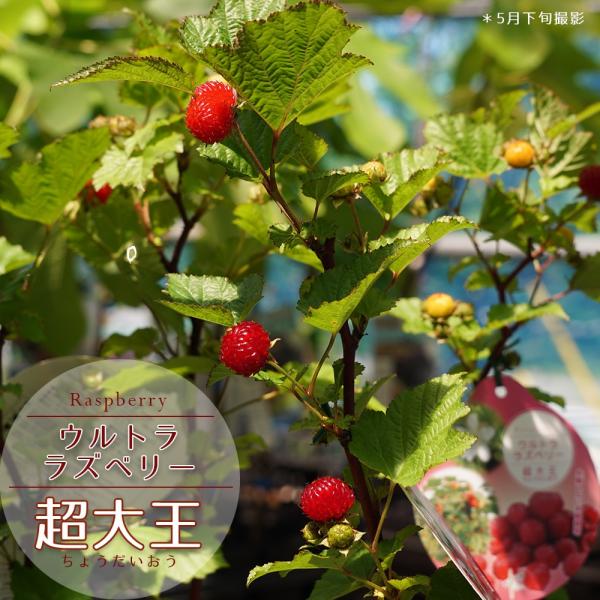 ●品種の特徴失敗しない木苺栽培！生で食べるなら新鮮な採れたてを！レッドドリームは中国原産の木苺からの選抜種で日本のクマイチゴに似た果実をつけます。ウルトララズベリー「超大王（ちょうだいおう）」という名前でも流通しています。王様を越えている超...