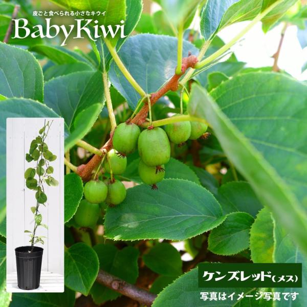 ●品種の特徴ケンズレッドは、ニュージーランド原産の実付きの良い品種です。果肉は赤紫色で、熟すと柔らかくなります。果実は10g程度と小さいです。明るくて少し湿度がある環境を好み、よく分枝しながら育ちます。サルナシの俗名の由来は「サルが好んで食...