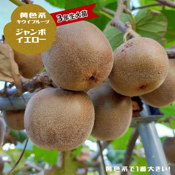 ●品種の特徴黄色系キウイの中では最も大きくなります！そのサイズは200gにまで成長します。また、形は俵型になっており、一般的なキウイに見られる産毛は、このジャンボイエローではありません。さらに、ゴールデンキングに匹敵するほどの糖度も持ち合わ...