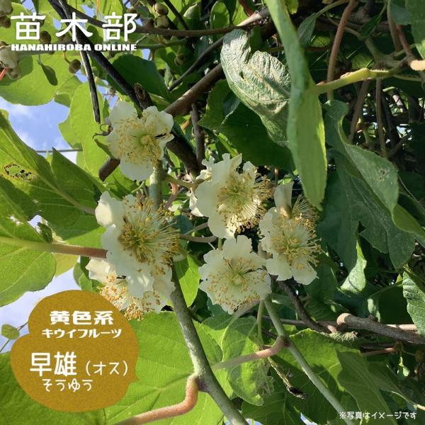 【発売日：2027年01月16日】●品種の特徴早咲きキウイのための受粉樹として植えてください。早い雄で早雄（そうゆう）です。紅妃やセンセーションアップル、ゴールデンキング、ジャンボイエローなどの黄色系キウイの受粉樹になります。1本でメスの木...