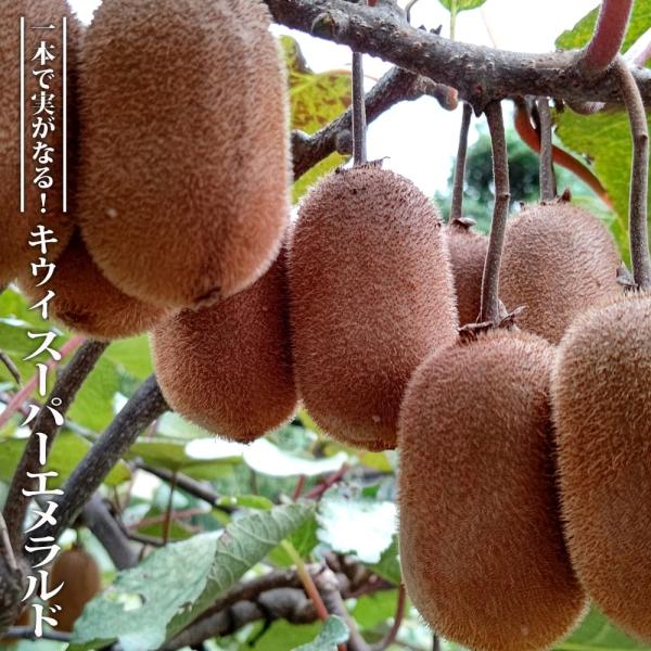 ●品種の特徴あまり聞きなれない品種だと思いますが、本種はキウイの中でも珍しい1本でなるキウイです。別名『ダンディライオン』というかっこ良い名前も持ち合わせています。受粉樹が必要ないので、初心者の方でも育てやすくおすすめの品種です。※1本の木...
