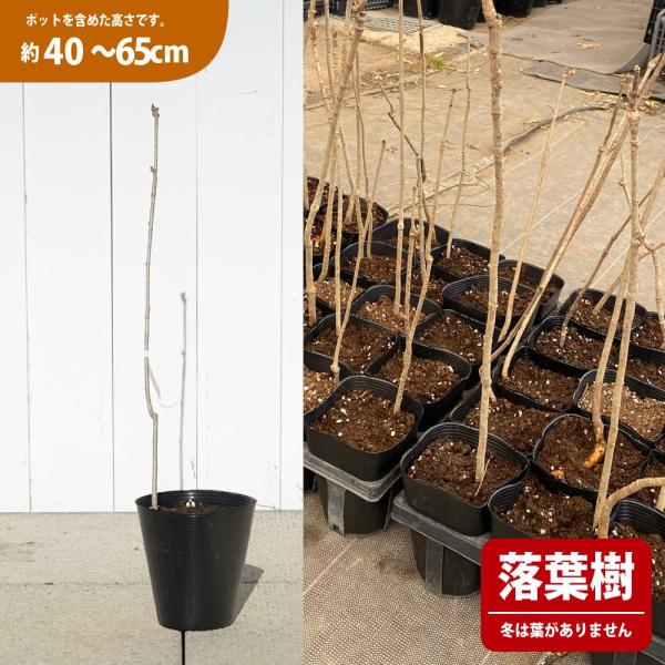 ●品種の特徴こしあぶらは春先に伸びる独特の香りを持つ若芽を食べます。まだそれほど大きく伸びていない芽を摘み取り、元のほうにあるハカマの部分を除いたものを調理します。太いだけでなく養分も多く、最高においしいです。コクのあるまろやかな風味はたら...