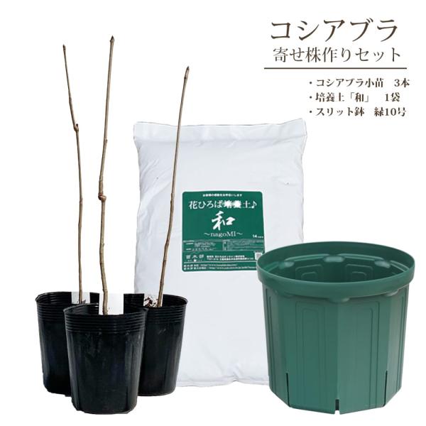 ●品種の特徴こしあぶらは春先に伸びる独特の香りを持つ若芽を食べます。まだそれほど大きく伸びていない芽を摘み取り、元のほうにあるハカマの部分を除いたものを調理します。太いだけでなく養分も多く、最高においしいです。コクのあるまろやかな風味はたら...