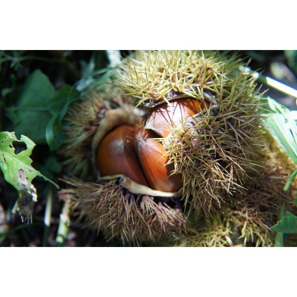 ●品種の特徴ジャンボ神鍋（かんなべ・かなべ）は普通のクリの2倍の大きさでその大きさは50g前後にもなります。大きさが魅力の大人気の品種です！クリタマバチ抵抗性が強く、胴枯病にも強いです。栗（くり）は雌雄異花で5月〜6月に開花します。雄花は穂...