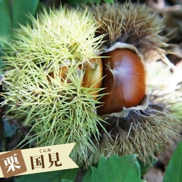 ●品種の特徴病害虫にとても強く、豊産性に優れた大変安定した品種です。国見は1983年に「丹沢」と「石槌」の交配によって誕生し、栗の産地のひとつである熊本県の国見岳にちなんでその名が名づけられました。収穫は9月上旬〜中旬の早生品種。実は大実で...