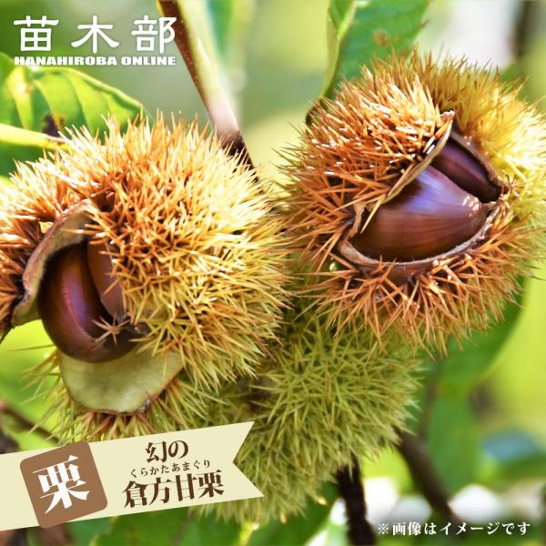 ●品種の特徴幻の「倉方甘栗」は強い甘みとほくほくとした食感が大変美味しい甘栗です。甘栗の中では大実系なのでゆで栗や焼き栗などにもおすすめ。病虫害にも強く家庭にも向く育てやすい品種です。1本では結実しにくいのでたくさん実をつけるには他の品種と...