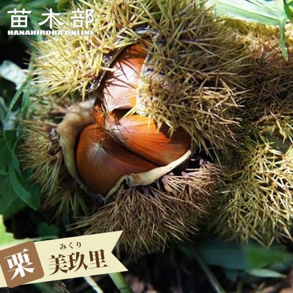 ●品種の特徴晩生品種の食味向上を目指して選抜された中晩成品種です。晩生品種の「石鎚」と食味に優れる「秋峰」を交雑して、育成・選抜された期待の新品種です。”美玖里”（ミクリ）は漢字が難しいのも品種の特徴です。収穫は9月下〜10月上旬の中晩生品...