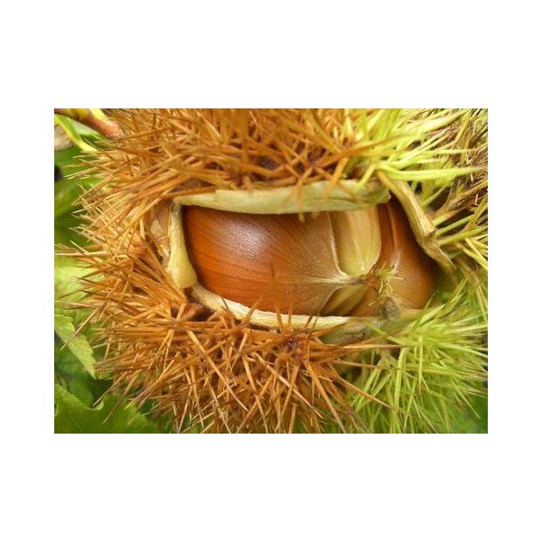 ●品種の特徴極早生品種の中でも品質良好で作りやすく高冷地栽培にも向く品種です。収穫は8月下旬〜9月上旬の極早生品種。実は中実で20ｇ前後ぐらいになります。クリタマバチ抵抗性は強く、樹勢があまり強くないため、木が大きくなりにくく、作りやすいで...