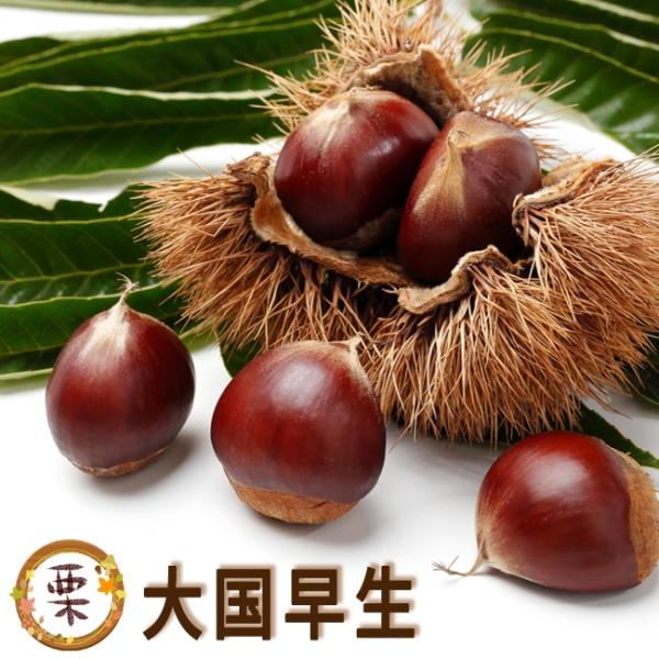 ●品種の特徴甘くておいしい実をたくさん付ける、豊産性の早生品種です。収穫時期は、9月下旬〜10月中旬、果実は8〜12ｇくらいです。丈夫で育てやすい品種です。栗は自家結実性 (1本で実をつける力)が弱いので、受粉樹として他品種一緒に植えて相互...