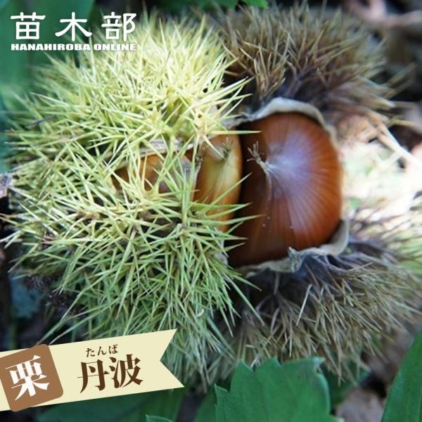 ●品種の特徴丹波（たんば）は人気の大玉品種です。クリタマバチ抵抗性も高く、はなはだ豊産性です。収穫は9月下旬〜10月上旬の中生品種。実は大実で22〜26ｇぐらいになります。果肉は粘質で香りも高く、甘みも強い品種です。品質はきわめて良好です。...