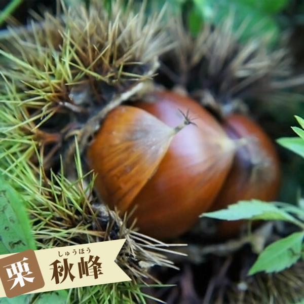 ●品種の特徴甘み香りともに優れ、大実で豊産性の作りやすい品種です。筑波と石鎚の収穫時期を補完する事を目的に、選抜、育成されたやや晩生の大実品種です。収穫は9月下旬〜10月上旬の晩生品種。実は大実で23ｇほどです。クリタマバチ抵抗性はやや強い...