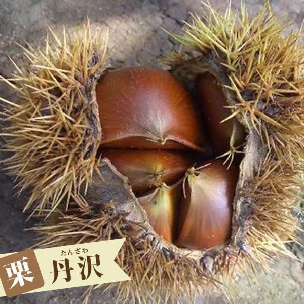 ●品種の特徴早生品種としては豊産性で大実の品種です。丹沢は１９４９年に乙宗(おとむね）と大正早生（たいしょうわせ)を交配し、選抜された品種で、１９５９年に品種登録されました。クリタマバチ抵抗性は普通です。外観は艶が少なく、薄い茶色になります...