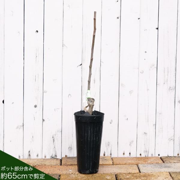 ●品種の特徴トゲなし栗の名の通り、トゲがないので安全で、栗ひろいが楽しくなります。トゲがなくても同時期の栗には品質で劣りません。実は外観は「筑波」に似て光沢があり、果肉は粘質で、美味しいです。収穫は9月中旬〜9月下旬の中生品種。実は中実で1...