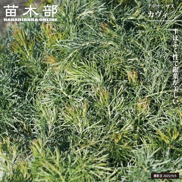 ●品種の特徴アデナンサス「カヴィ」は、細く柔らかな葉をたくさん茂らせるふわふわとした可愛らしいリーフプランツ。半匍匐性でシルバーグリーンの葉が綺麗で、グラントカバーに最適です。「アデナンサス（アデナントス）」は、オーストラリア原産の低木樹で...