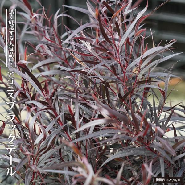 ●品種の特徴アゴニス「ブラックテール」は、日本では園芸種としてよく見られます。アゴニスが「黒ユーカリ」とも呼ばれるのは、この品種が冬に深みのある黒葉に紅葉するためです。夏の葉は緑、寒さにあたると黒紫褐色となり、お庭のウィンターガーデンとして...