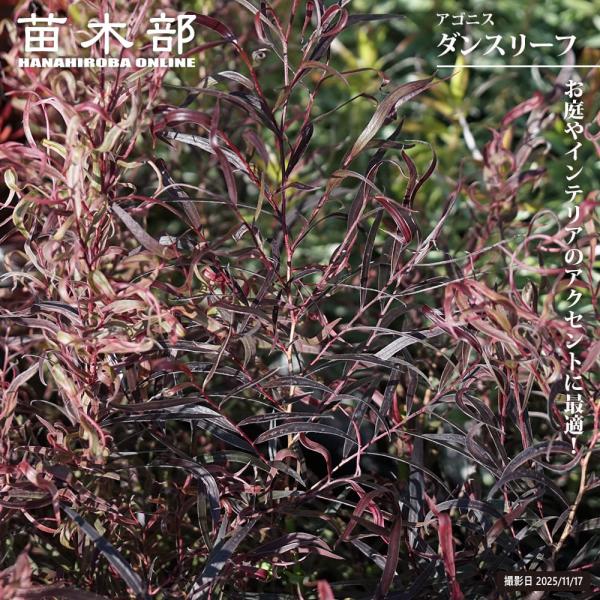 ●品種の特徴「ダンスリーフ」はくりんとした葉がお洒落な観賞価値の高いアゴニスです。成長が早く、乾燥地でもよく育ち、よく繁ります。アゴニス属はフトモモ科の仲間ですべての品種が西オーストラリアの固有種となります。樹木サイズに大きくなるのは「フレ...