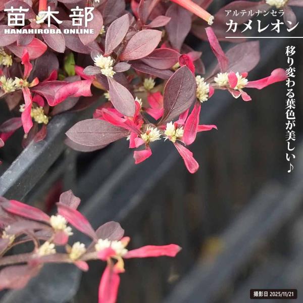 ●品種の特徴「カメレオン」は葉色が緑から黄、桃、赤、銅色に順に変化し長く楽しめるカラーリーフです。和風にも洋風にもマッチし単品でも楽しめますが、草花との寄せ植えもおすすめです。多年草ですが寒さに弱く、霜にあたると枯れてしまうので、冬越しさせ...