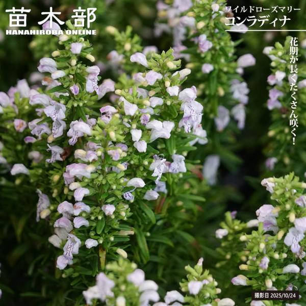 ●品種の特徴「ワイルドローズマリー」はローズマリーによく似たアメリカに自生するの常緑小低木で「偽ローズマリー」などと呼ばれます。ローズマリーによく似た、芳香のある針葉状の葉に、大きな薄紫色の花をたくさん咲かせます。這うように伸びるのでグラン...