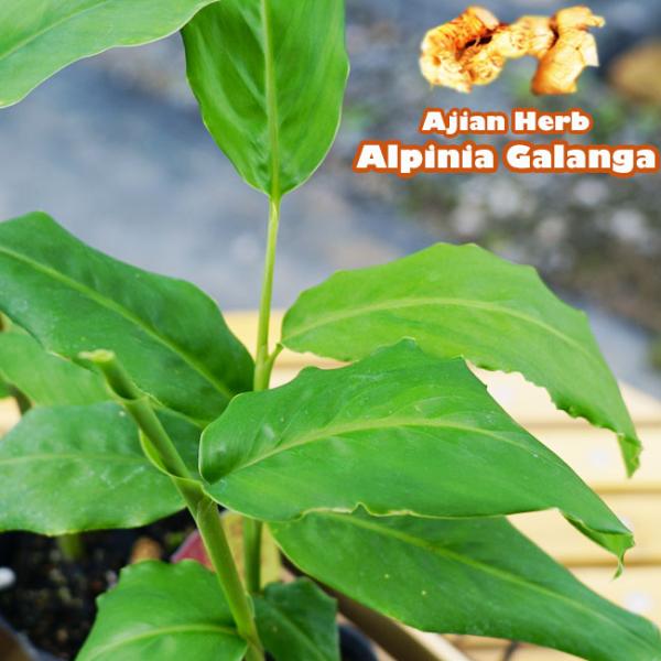 ●品種の特徴多くの日本人には馴染みのないアジアンスパイスかと思います。タイ料理に興味を持っていたりしないとなかなか出会えない謎めいた香辛料とも言えます。簡単に言うとショウガに似た根茎を調味料として利用したり、アジアンスープやトムヤムクンの香...