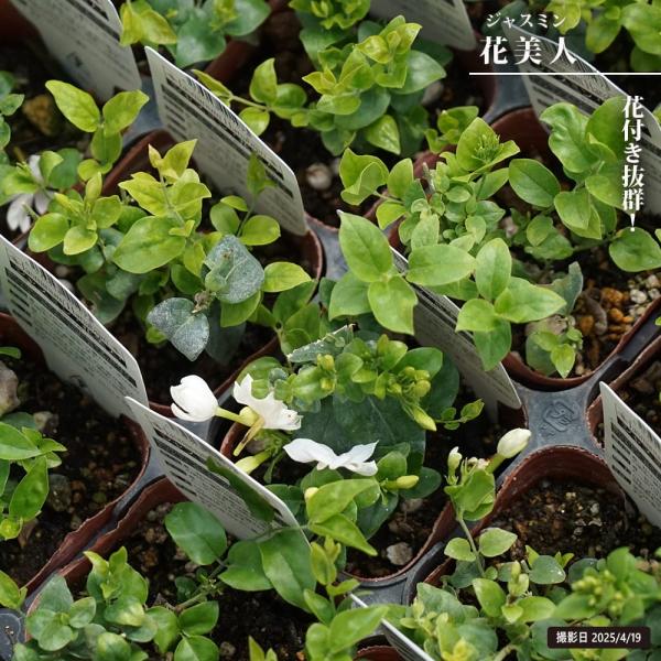 ●品種の特徴「花美人」は特に花付きの良く、清楚で透き通るような白花を特に秋から春の短日期に良く咲かせます。矮性品種なのでコンパクトに楽しめます。「ジャスミン」のほとんどの種は鑑賞用です。基本的にモクセイ科ソケイ属に分類されるつる性の植物で特...