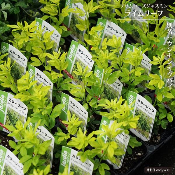 ●品種の特徴プリムローズジャスミン ライムリーフは明るい黄緑の葉が美しいカラーリーフです。花はあまり香りません。ウンナンオウバイ（雲南黄梅）は別名オウバイモドキとも言い、黄梅とは別種ではあるもののオウバイとそっくりです。黄梅のほうは花が小さ...