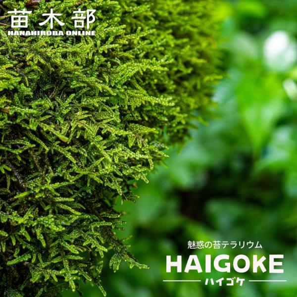 ●品種の特徴「ハイゴケ」は日本庭園でもよく見かける苔で、日当たり〜明るい日陰を好みます。道端、石の上など様々な場所で地面に沿って広がっていき、幅広い環境での生育が可能です。草丈は育っても10ｃｍ程度、葉に見える枝葉羽状の形をとっています。丈...