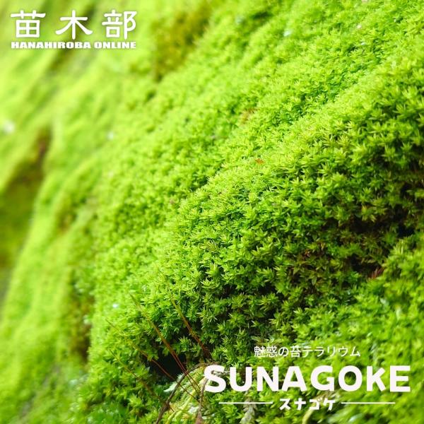 ●品種の特徴「スナゴケ」は星粒のような葉が密集して茂る可愛らしい苔。草丈は非常に低く、大きく育っても5cmほど。全体的に黄緑色をしていて胞子隊はあまり成形されません。乾燥に強く直射日光も平気。（でも極端な乾燥は嫌うので真夏の炎天下の時期に地...