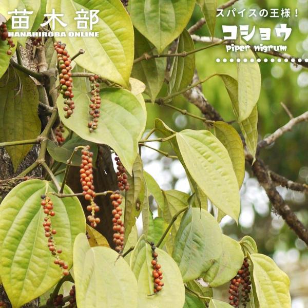 ●品種の特徴「コショウ」は日本でも料理には欠かせない香辛料の1つで、「スパイスの王様」とも呼ばれています。つる性植物で挿し木で植えて3年ほどで結実し、その後長いものだと20年近く収穫し続けることができるそうです。黒コショウ・白コショウ・赤コ...