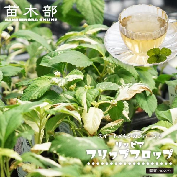 ●品種の特徴「フリップフロップ」はメキシカンスイートハーブの斑入り葉品種で、葉にはさわやかな香りがあり、夏にはかわいい白花を咲かせます。メキシコ原産のヒメイワダレソウの仲間の宿根草で、とても丈夫で生育旺盛、育てやすいです。地面を這うように伸...