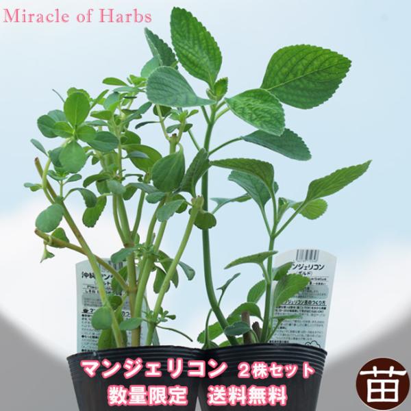 ●品種の特徴マンジェリコン一筋の生産者さんから、猛暑の夏こそ、どうしてもこの「マンジェリコン」の良さを多くの皆様に知ってもらいたい！と叫び声があがりました。 今回はあのスゴいハーブ「マンジェリコン」の2種類、「ブラジル原産マンジェリコン」と...