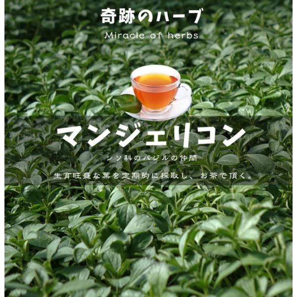 ●品種の特徴インドの伝統医学「アーユルヴェーダー」で使われているハーブがこの品種「ボルド」になります。効果のほどはわかりませんが、ダイエットサプリなどの原料として使われているのもこの品種です。マンジェリコンは「非耐寒性多年草 (一年草扱い)...