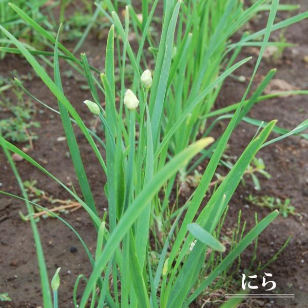 【発売日：2026年07月24日】●品種の特徴ニラは中国原産の多年草で、日本でも広く栽培されています。独特の風味が堪らない香味野菜の一つです。比較的丈夫で育てやすく、こぼれ種で良く増えますが、とうが立つとやせてしまうので花は咲かせずに育てま...