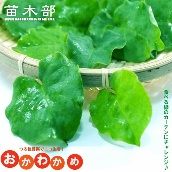 【発売日：2026年04月25日】●品種の特徴皆さん、栄養豊富な「おかわかめ」をご存知ですか？海藻のわかめのように粘り気のある食感がありますが、野菜の一種なのです。オカワカメはアメリカの熱帯地域が原産とされるツルムラサキ科のつる性植物の葉で...