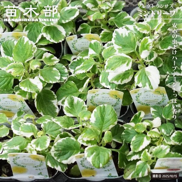 ●品種の特徴「ミントリーフ」は白斑入りのキューバオレガノです。キューバオレガノにはアロマティカス、プレクトランサスなどの別名があります。「キューバンオレガノ」は多肉植物を思わせる丸く厚みのある葉を持ちます。実際に多肉に分類されることもあり、...